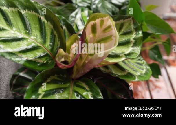 Calathea leaves Stock Videos & Footage - HD and 4K Video Clips - Alamy