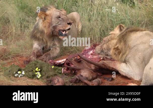Full lion Stock Videos & Footage - HD and 4K Video Clips - Alamy