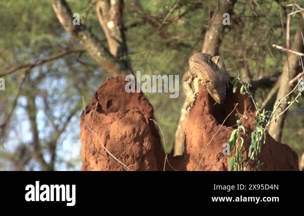 A monitor lizard looking for termites in a termite mound Stock Video ...