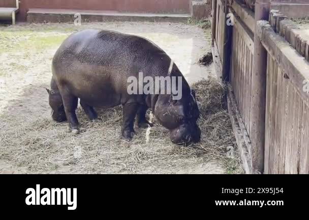 Cute Pygmy Hippopotamus in zoo. Pygmy Hippopotamus eating hay Stock ...