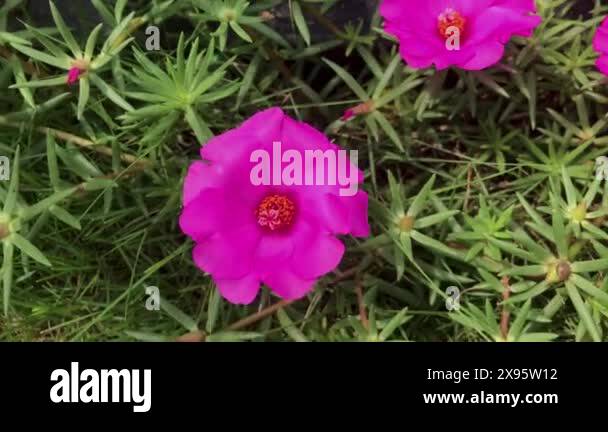 Rose common moss Stock Videos & Footage - HD and 4K Video Clips - Alamy