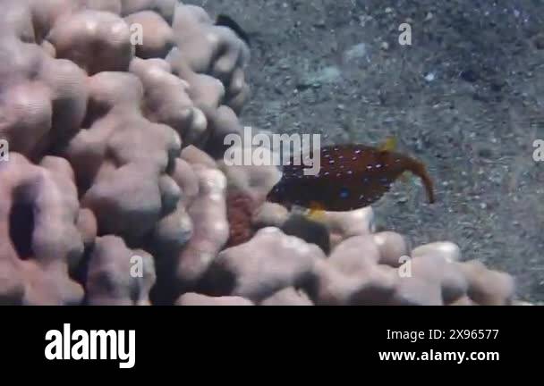 Blue spotted cube trunk-fish (Ostracion cubicus) inhabits coral reefs ...