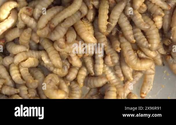 Parasitic moth larvae Stock Videos & Footage - HD and 4K Video Clips ...