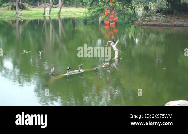 Bronze-winged Jacana Birds family, Metopidius indicus, and ...