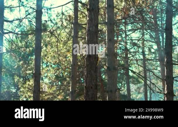 Light smoke behind pine trees Stock Videos & Footage - HD and 4K Video ...
