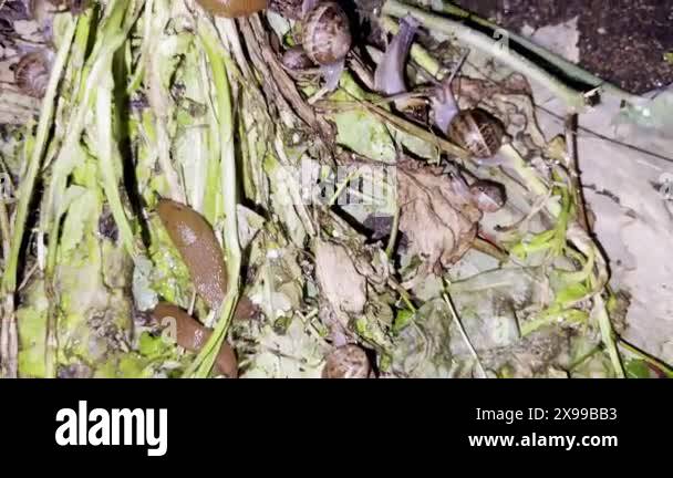 Nighttime Gathering of Snails and Slugs on Decomposing Vegetation in a ...