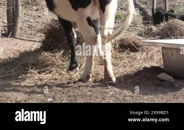 Close-up of dairy cow legs eating hay in rural farm pen. Cattle ...