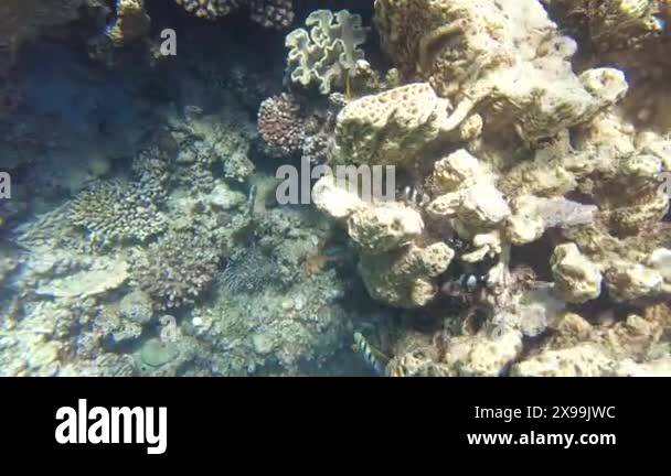 Aqaba coral reef featuring Rainbow fish or Thalassoma rueppellii ...