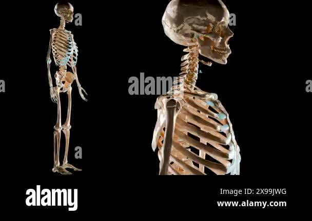 loop animation of human male skeleton rotating on black background ...