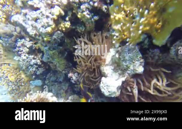 Vibrant Clownfish swimming among an enchanting anemone in a coral reef ...