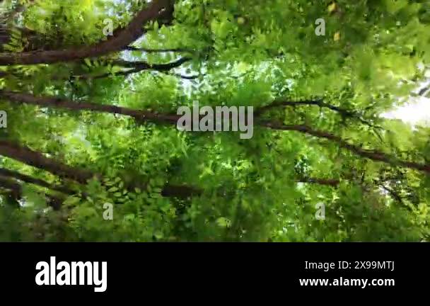 False canopy Stock Videos & Footage - HD and 4K Video Clips - Alamy