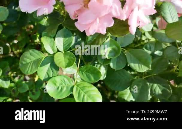 Wild pink roses. A bush of flowering wild pink roses. Blooming pink ...