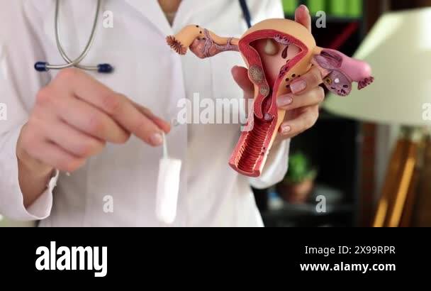 Model of the female reproductive system Stock Videos & Footage - HD and ...