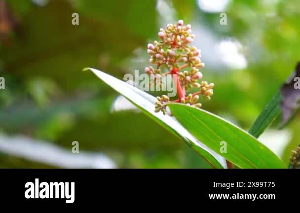 Medinilla speciosa (Parijata, Parijoto, Showy Asian Grapes). The fruit ...