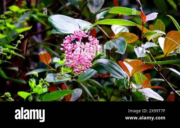 Medinilla speciosa (Parijata, Parijoto, Showy Asian Grapes). The fruit ...
