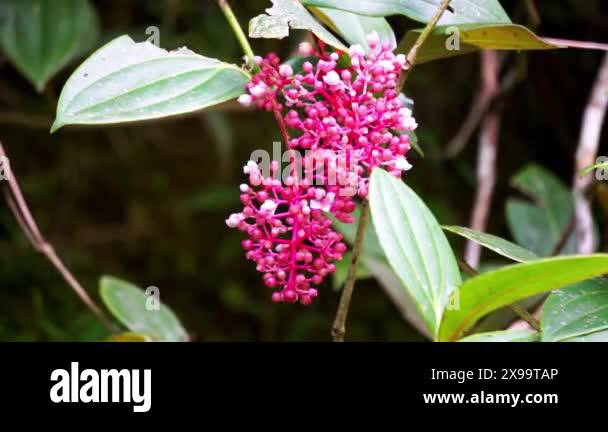 Medinilla speciosa (Parijata, Parijoto, Showy Asian Grapes). The fruit ...