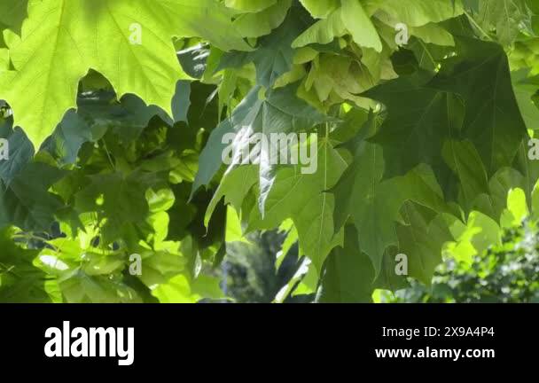 Winged achene Stock Videos & Footage - HD and 4K Video Clips - Alamy