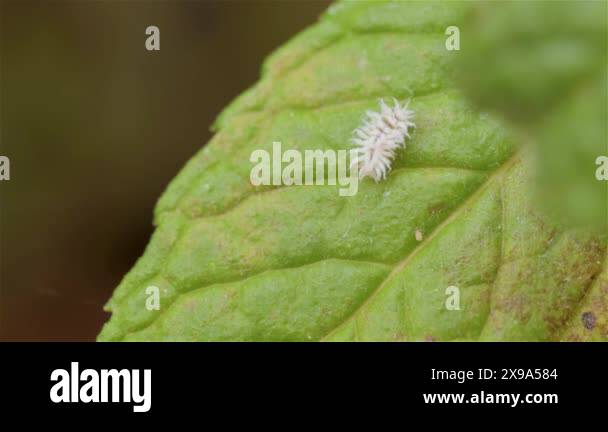 Citrus mealybug planococcus citri Stock Videos & Footage - HD and 4K ...