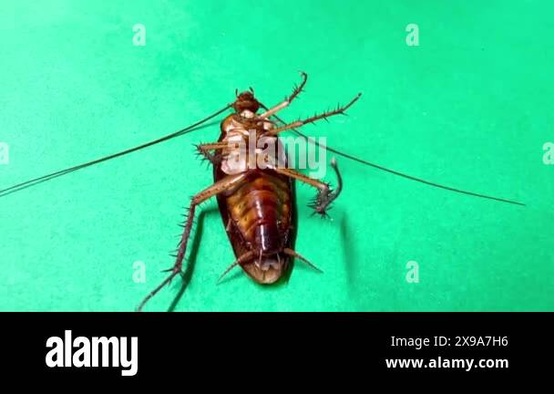 4K This clip shows a dead cockroach lying on a green floor. CG screen ...