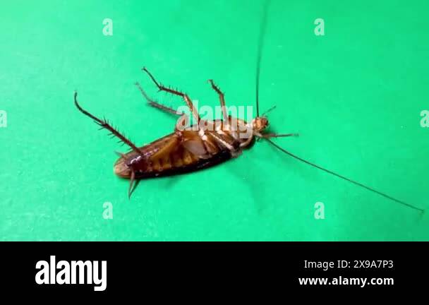 4K This clip shows a dead cockroach lying on a green floor. CG screen ...