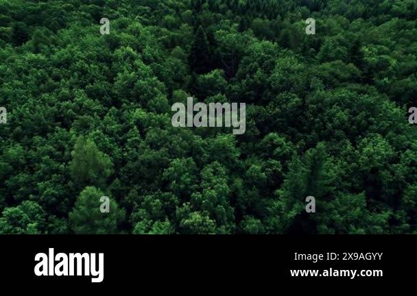 A dense green deciduous forest from a birds eye view. The dense ...