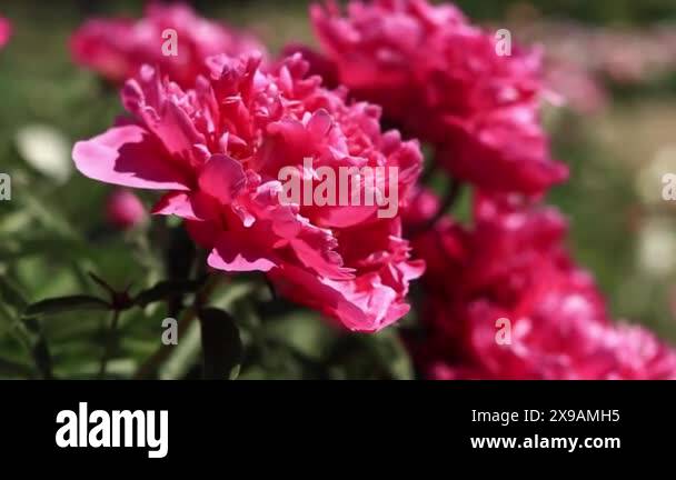 Pink peony flowers in the park. Large peony flowers. Flowers outdoors ...