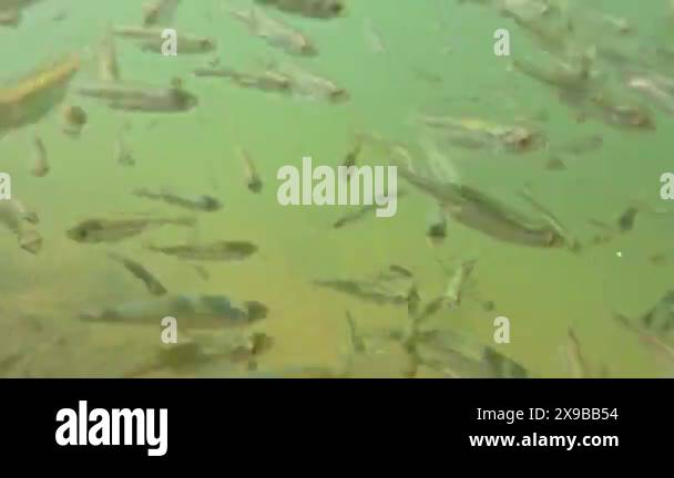 Underwater view of fish feeding, showcasing a group of fish with ...