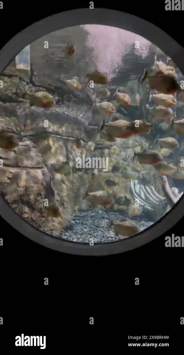 A group of freshwater red-bellied piranha fish that have shiny scales ...