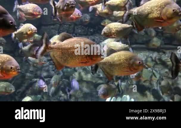 A group of freshwater red-bellied piranha fish that have shiny scales ...