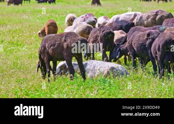 flock of fat-tailed sheep is grazing and using breathing quickly to ...