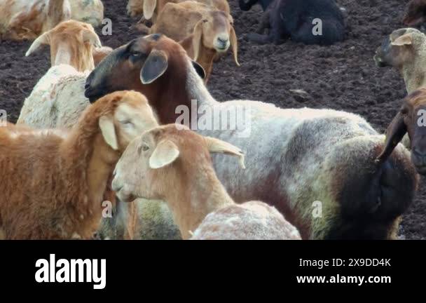 flock of fat-tailed sheep are lying on dirty ground in a open-air ...