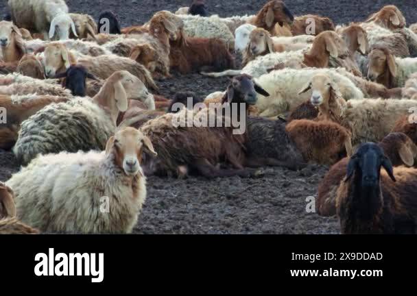 flock of fat-tailed sheep are lying on dirty ground in a open-air ...