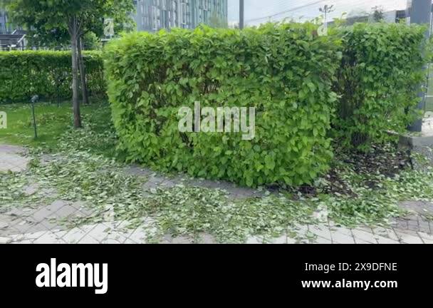 Hedge region Stock Videos & Footage - HD and 4K Video Clips - Alamy