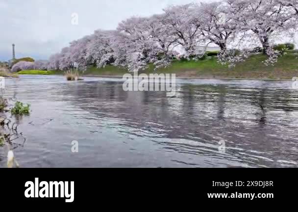 Timelapse of Urui River Sakura with a view of the mountains and Mount ...