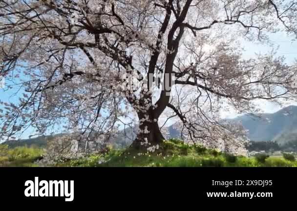 Old cherry tree Stock Videos & Footage - HD and 4K Video Clips - Alamy