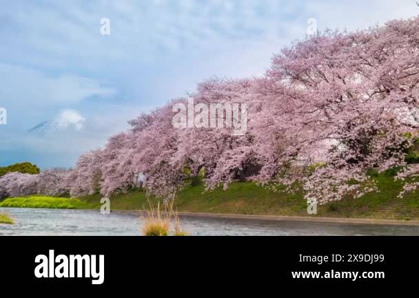 Urui River Sakura with a view of the mountains and Mount Fuji behind in ...