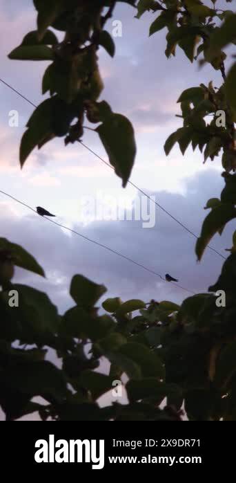 Silhouettes of two swallow birds standing on a wire above sunset sky ...