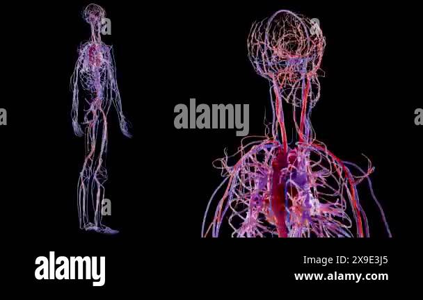 Human arterial and venous circulatory system Anatomy, Medically ...