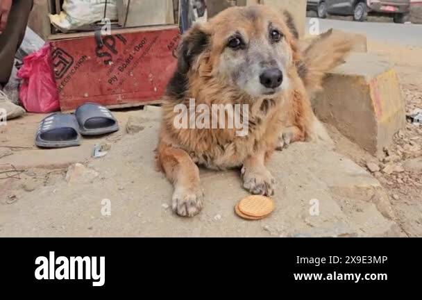 Nepal homeless kathmandu Stock Videos & Footage - HD and 4K Video Clips ...