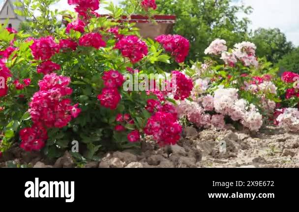 Double pink roses Stock Videos & Footage - HD and 4K Video Clips - Alamy