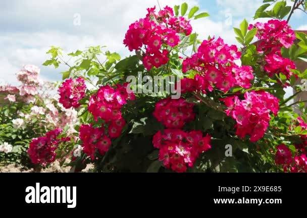 A rose is either a woody perennial flowering plant of genus Rosa ...