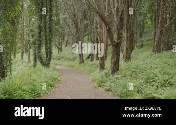 Lush tropical greenery dense Stock Videos & Footage - HD and 4K Video ...