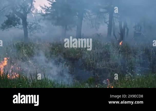 Thick smoke from a forest fire engulfs the trees, creating an eerie and ...