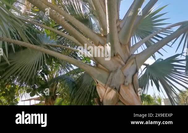 Tropical natural mexican palm tree with coconuts and blue sky ...