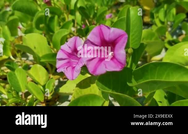 Beautiful pink violet purple morning glory or Goat's foot Ipomoea pes ...