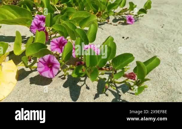 Beautiful pink violet purple morning glory or Goat's foot Ipomoea pes ...