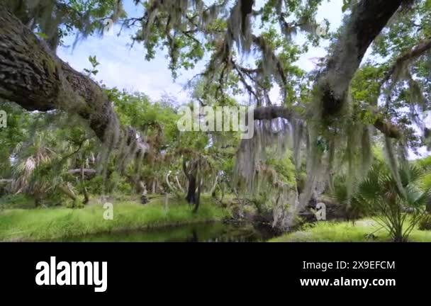 Tropical jungles with Spanish Moss on live oak trees and green palms ...