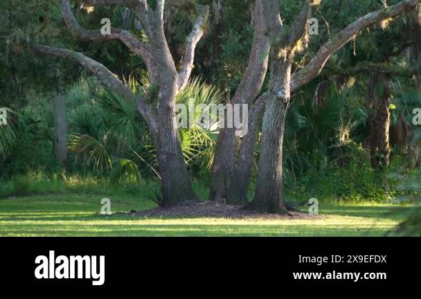 Tropical jungles with green palm trees and wild vegetation in southern ...
