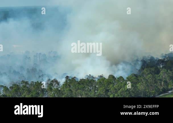 Huge wildfire burning severely in Florida jungle woods. Hot flames in ...