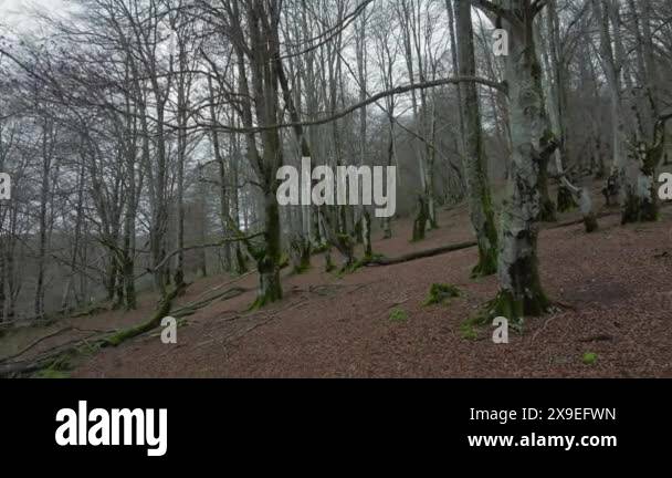 Stand of beech trees Stock Videos & Footage - HD and 4K Video Clips - Alamy